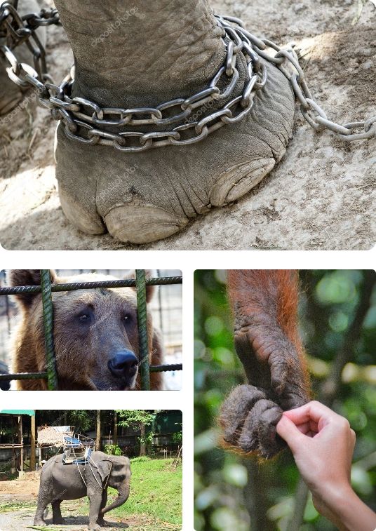 Our Mission - Dungler for Animal Welfare